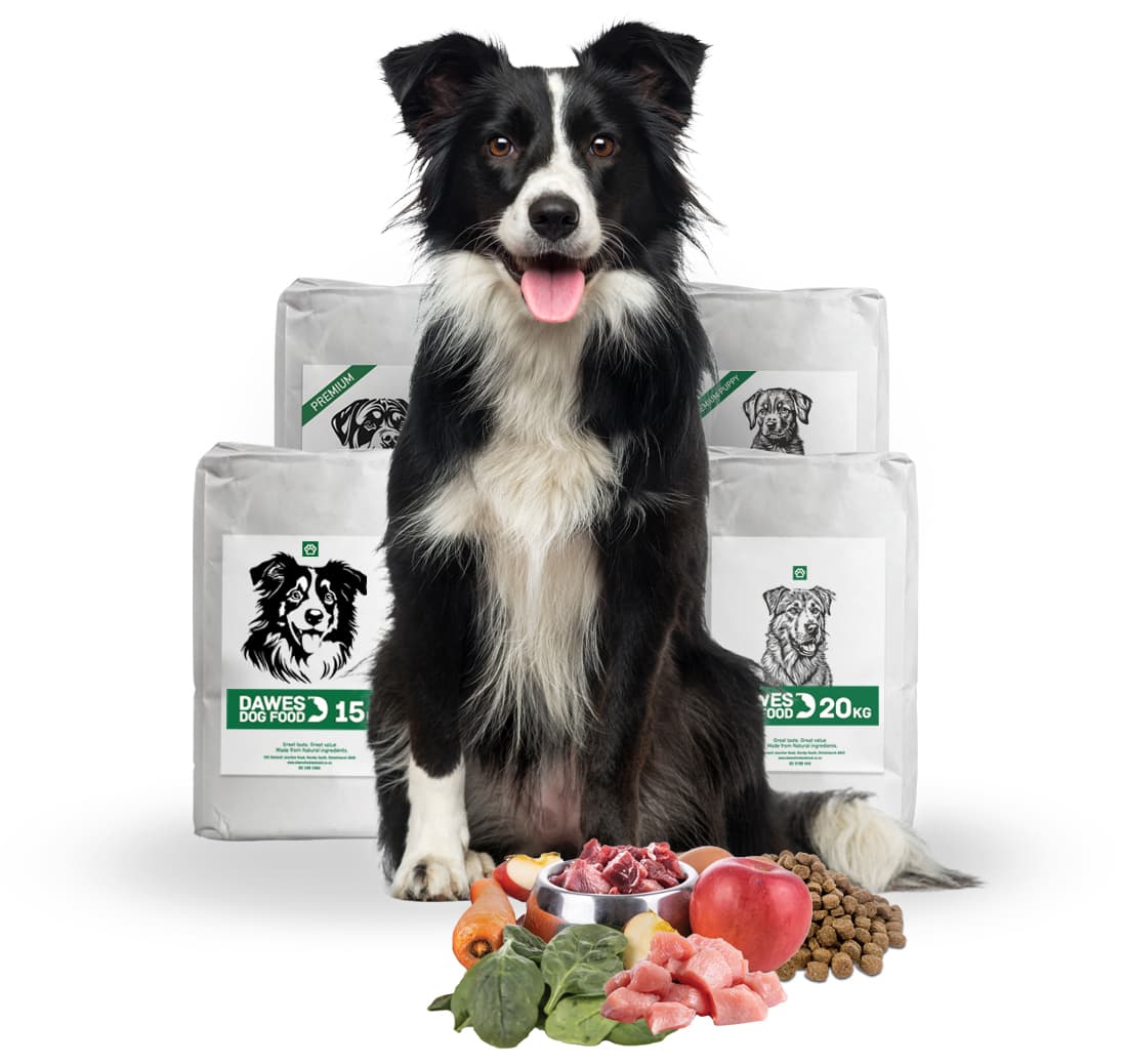 Happy Border Collie with Dawes Dog Food